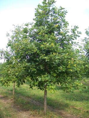 Deciduous Shade Trees Available | Nursery Tree Types