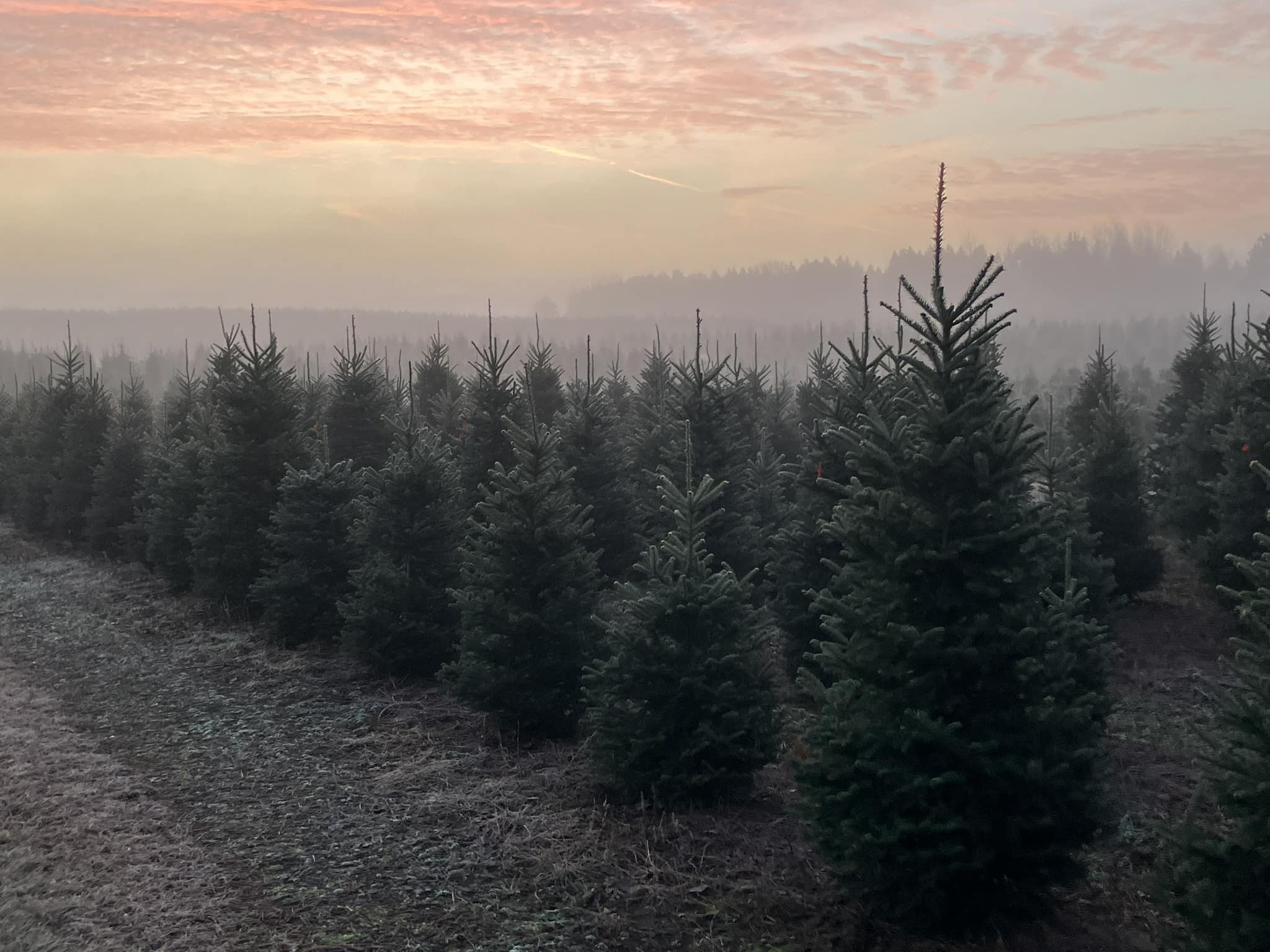 Trees & Shrubs for Sale | Wolcyn Tree Farms | Minnesota