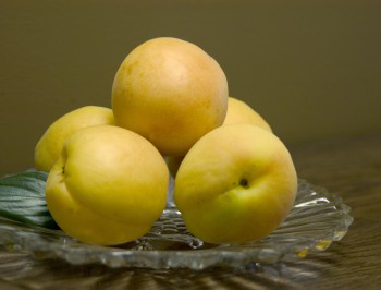 Nursery Fruit Trees | Wolcyn Tree Farms | Near St. Cloud, MN