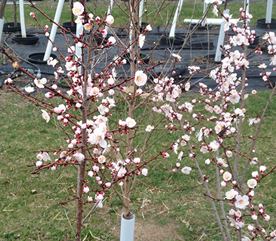 Nursery Fruit Trees | Wolcyn Tree Farms | Near St. Cloud, MN