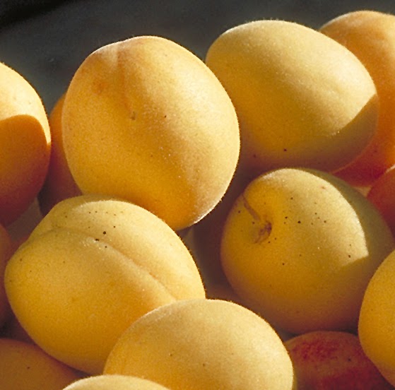 Nursery Fruit Trees | Wolcyn Tree Farms | Near St. Cloud, MN