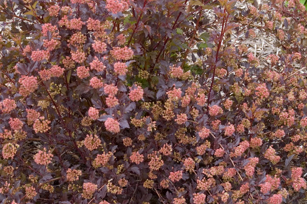 Nursery Shrubs | Wolcyn Tree Farms | Near St. Cloud, MN