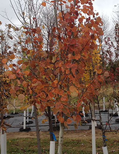 Nursery Shade Trees | Wolcyn Tree Farms | Cambridge, MN